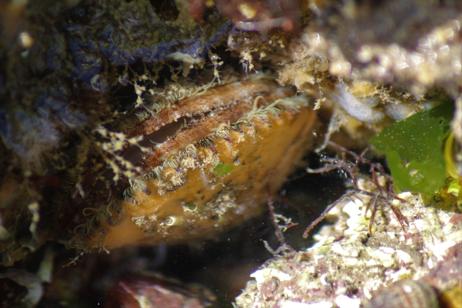 La moule, coquillage pas si connu de nos plages – Observatoire du Plancton