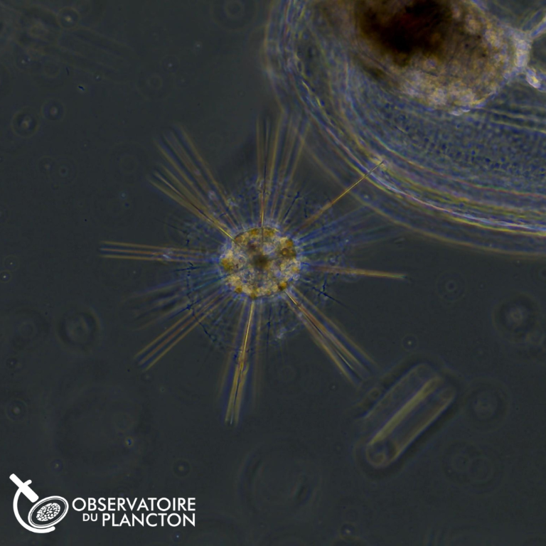 Le Plancton – Observatoire du Plancton