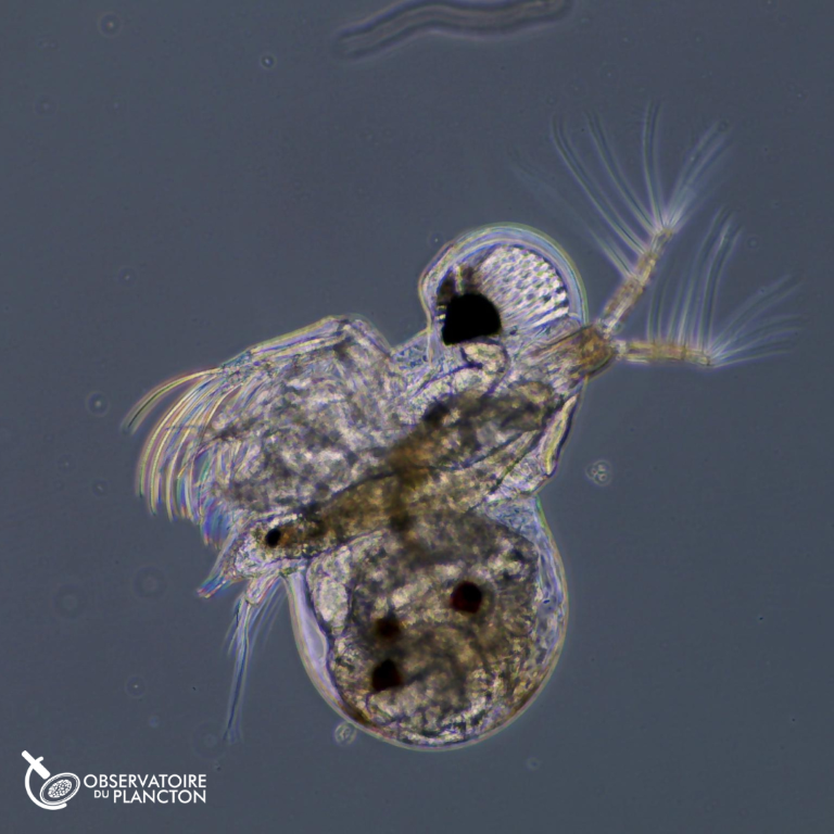 Le Plancton – Observatoire du Plancton