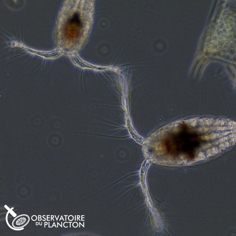Le Plancton – Observatoire du Plancton