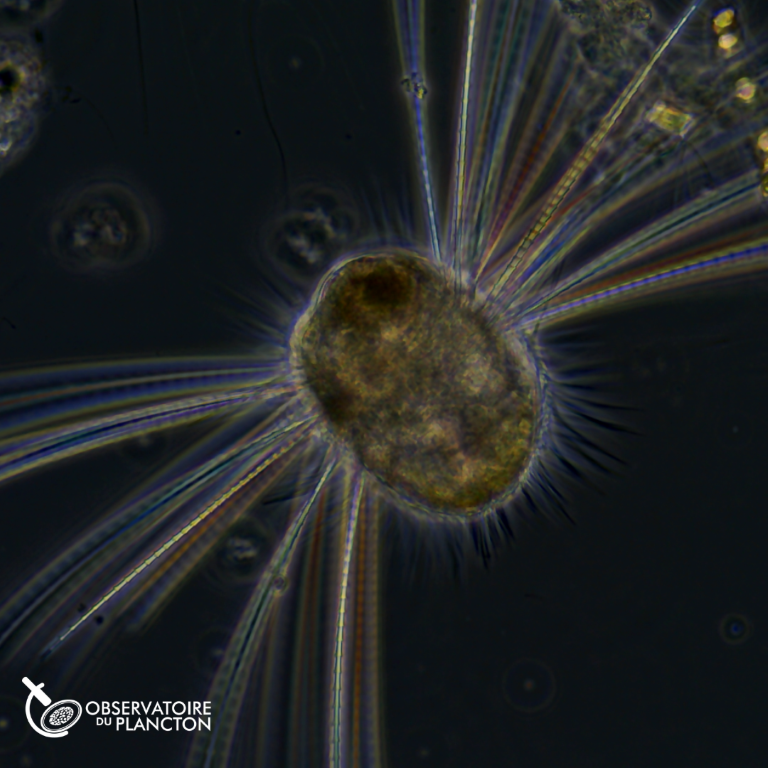 Le Plancton – Observatoire du Plancton