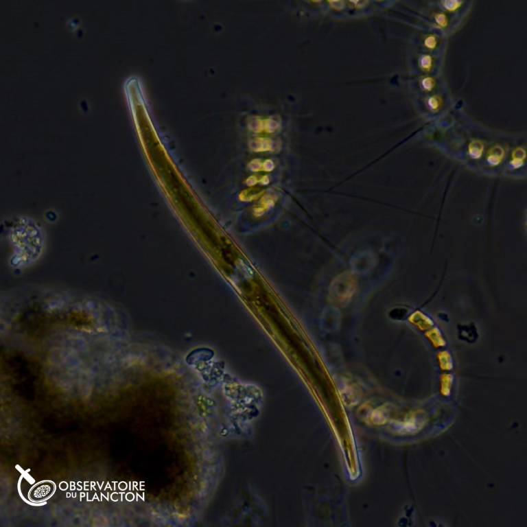Le Plancton – Observatoire du Plancton