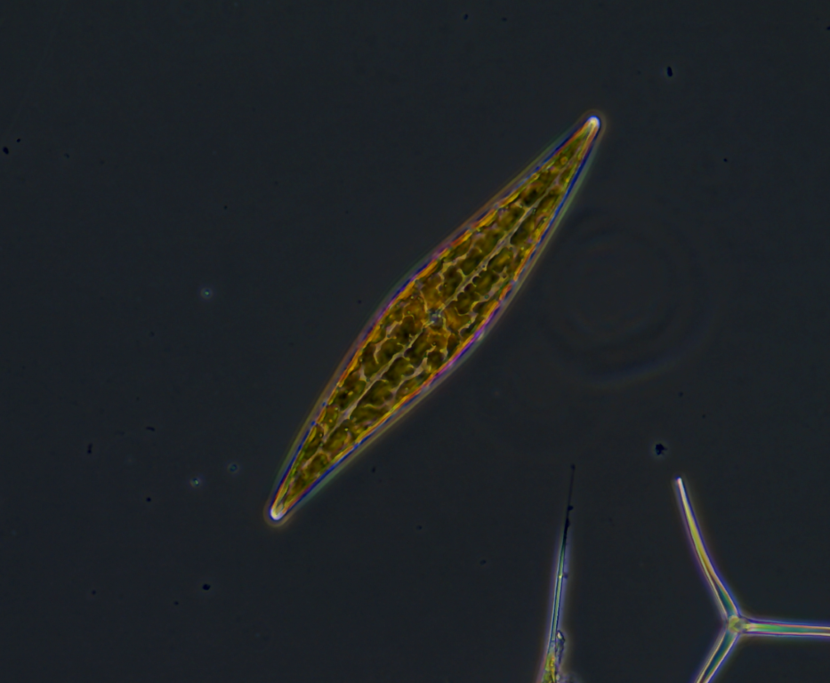 Le Plancton – Observatoire du Plancton