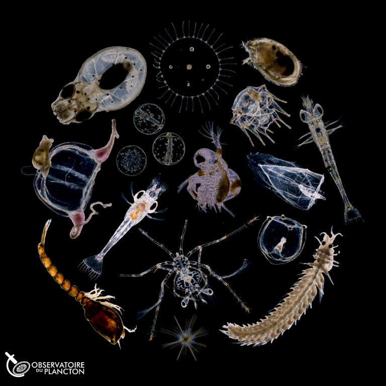 Le Plancton – Observatoire du Plancton