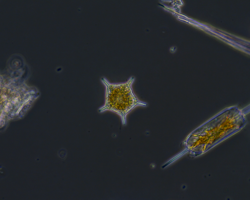 Le Plancton – Observatoire du Plancton