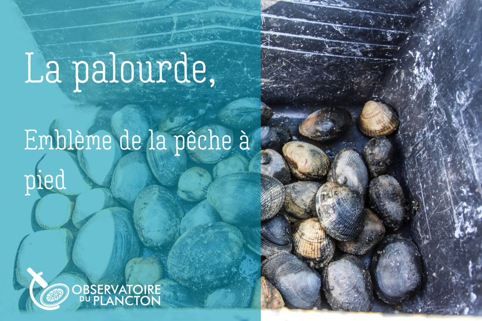 La palourde, emblème de la pêche à pied – Observatoire du Plancton