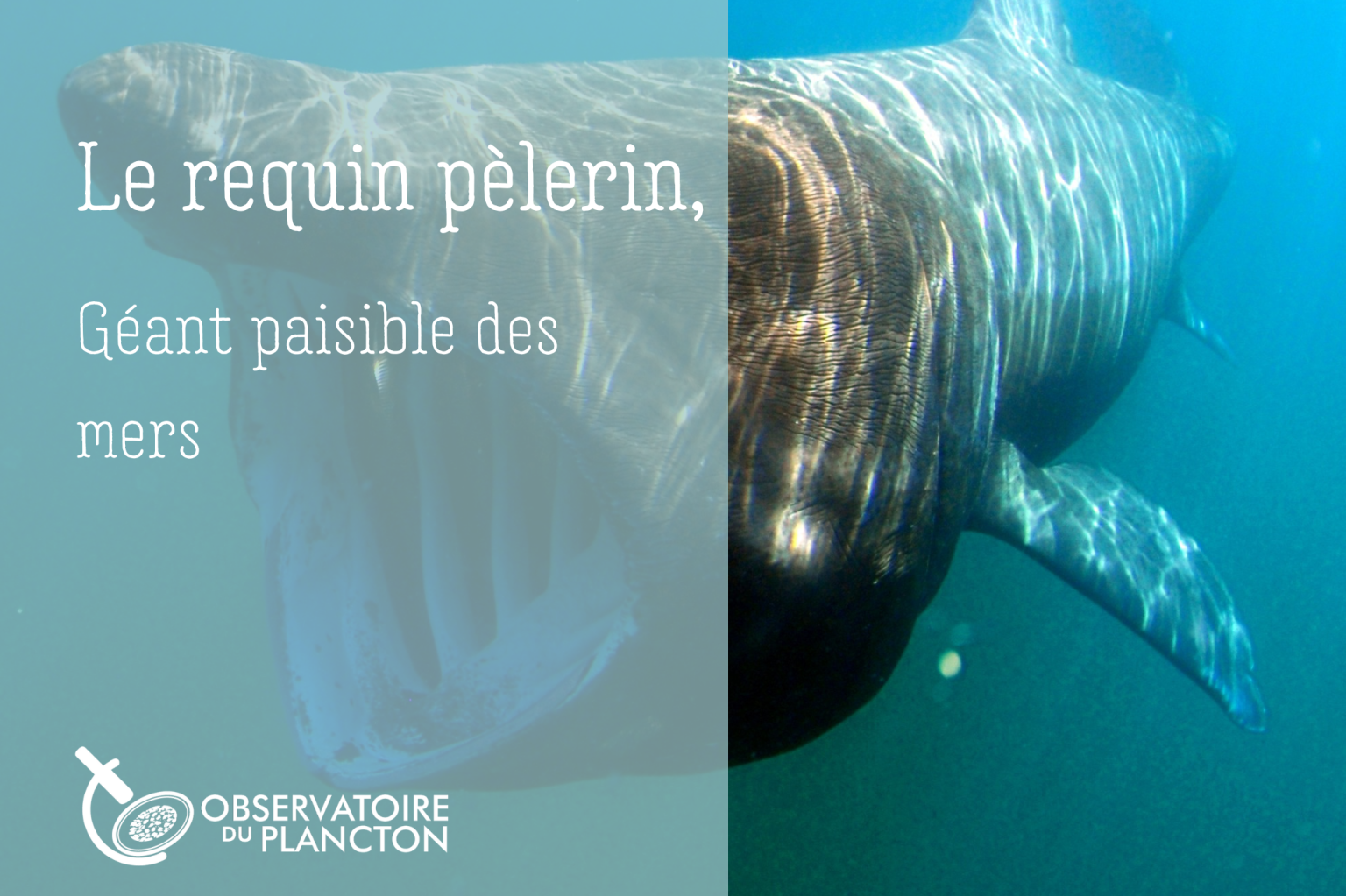 Le requin pèlerin, géant paisible des mers – Observatoire du Plancton