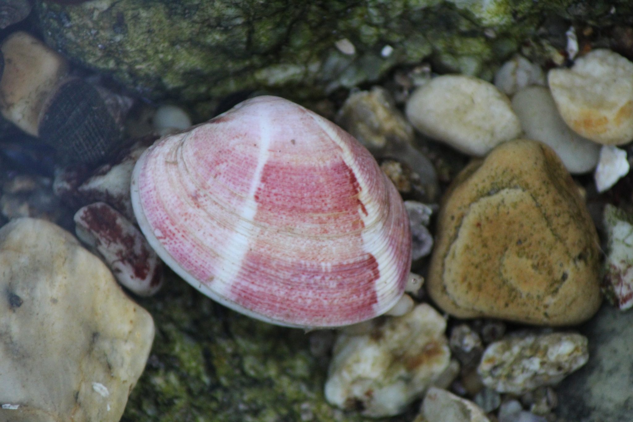 La palourde, emblème de la pêche à pied – Observatoire du Plancton