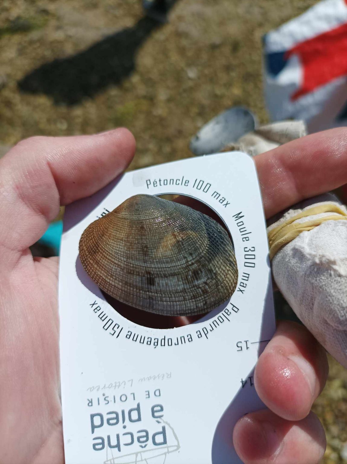 La palourde, emblème de la pêche à pied – Observatoire du Plancton