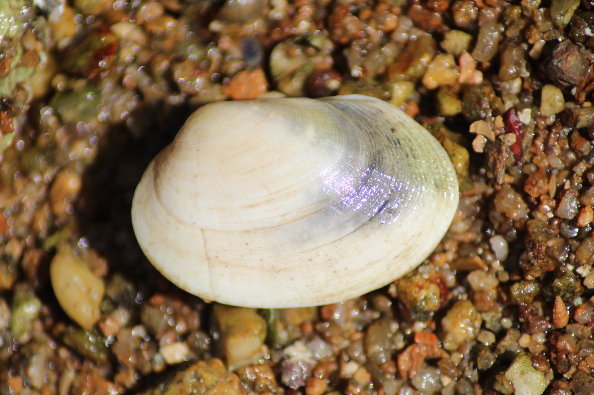 La palourde, emblème de la pêche à pied – Observatoire du Plancton