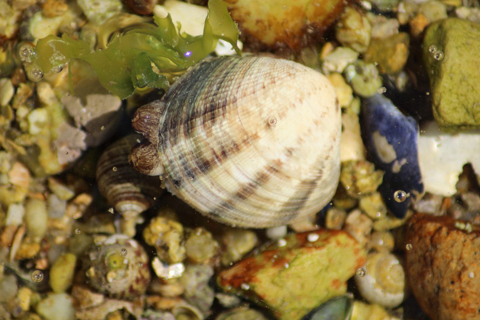 La palourde, emblème de la pêche à pied – Observatoire du Plancton