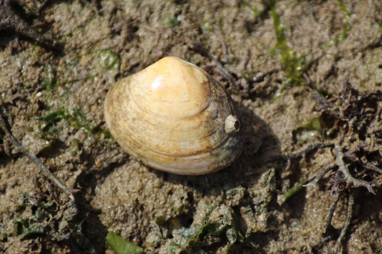La palourde, emblème de la pêche à pied – Observatoire du Plancton